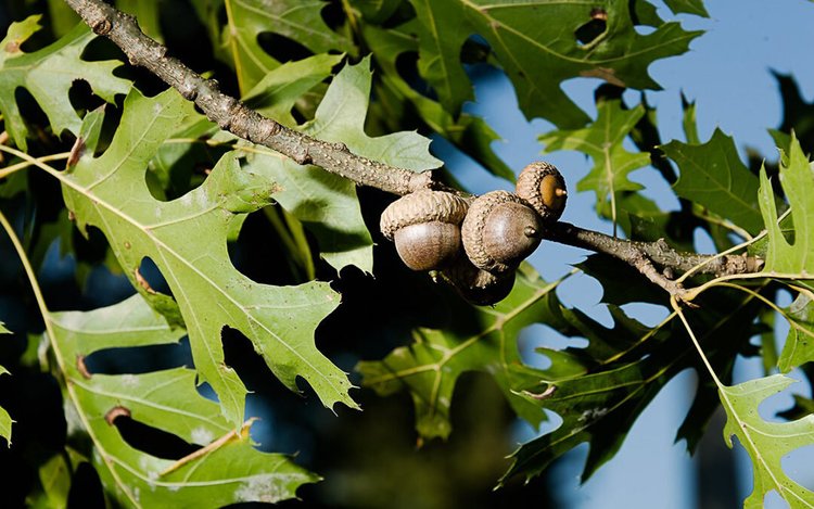Oak, Shumard — COLORADO TREE COALITION