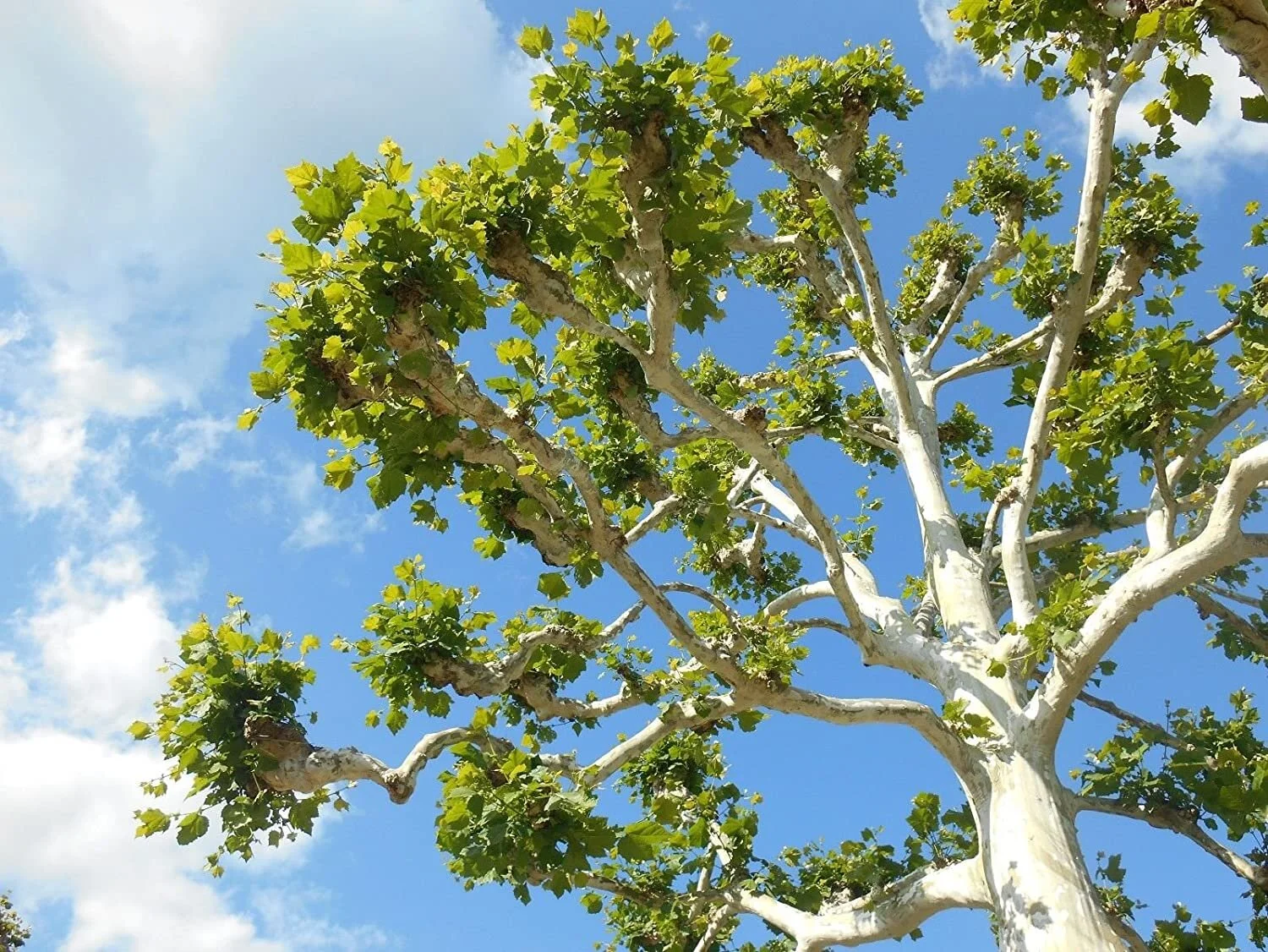Sycamore, American — COLORADO TREE COALITION