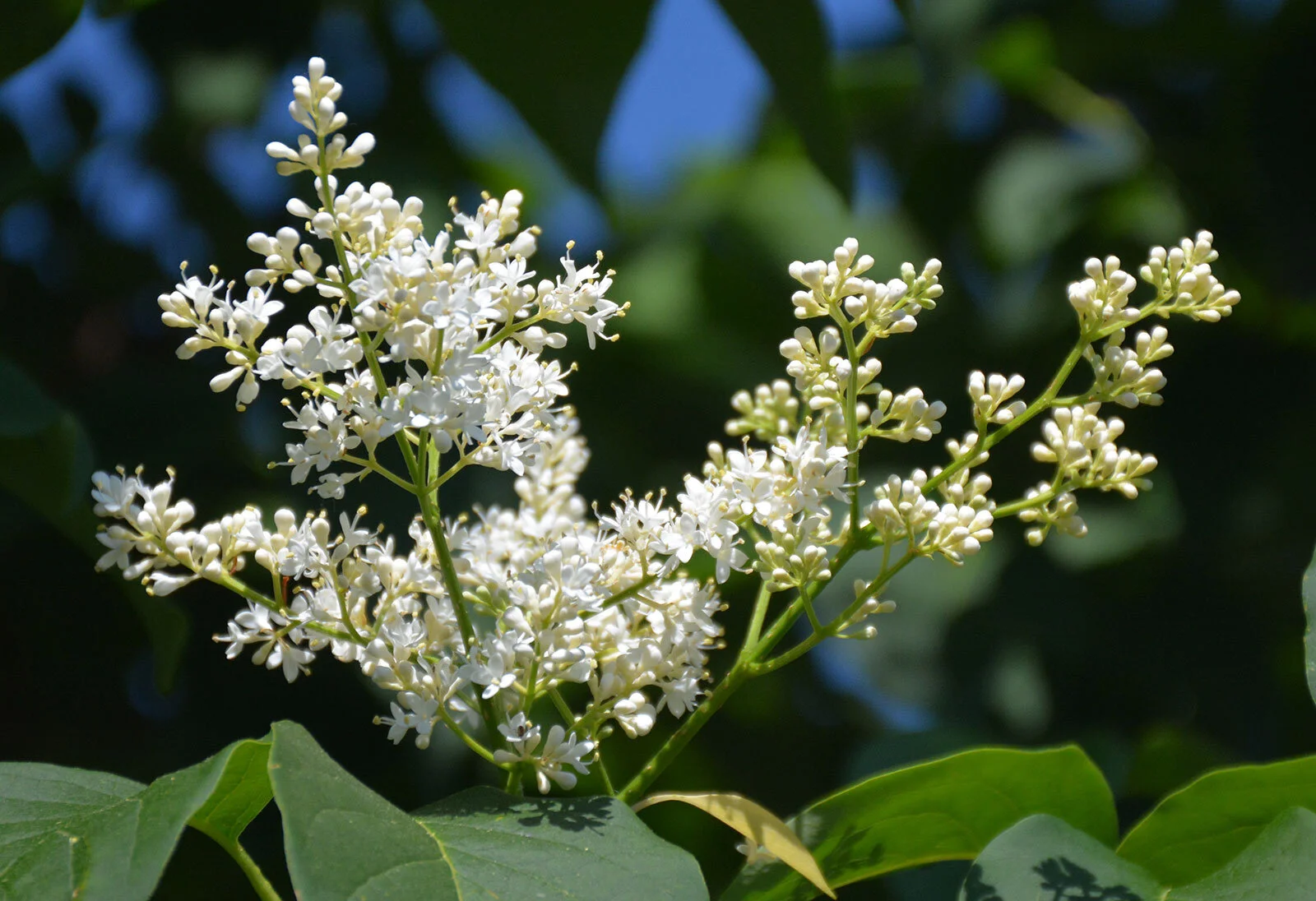 Japanese Tree Lilac — COLORADO TREE COALITION