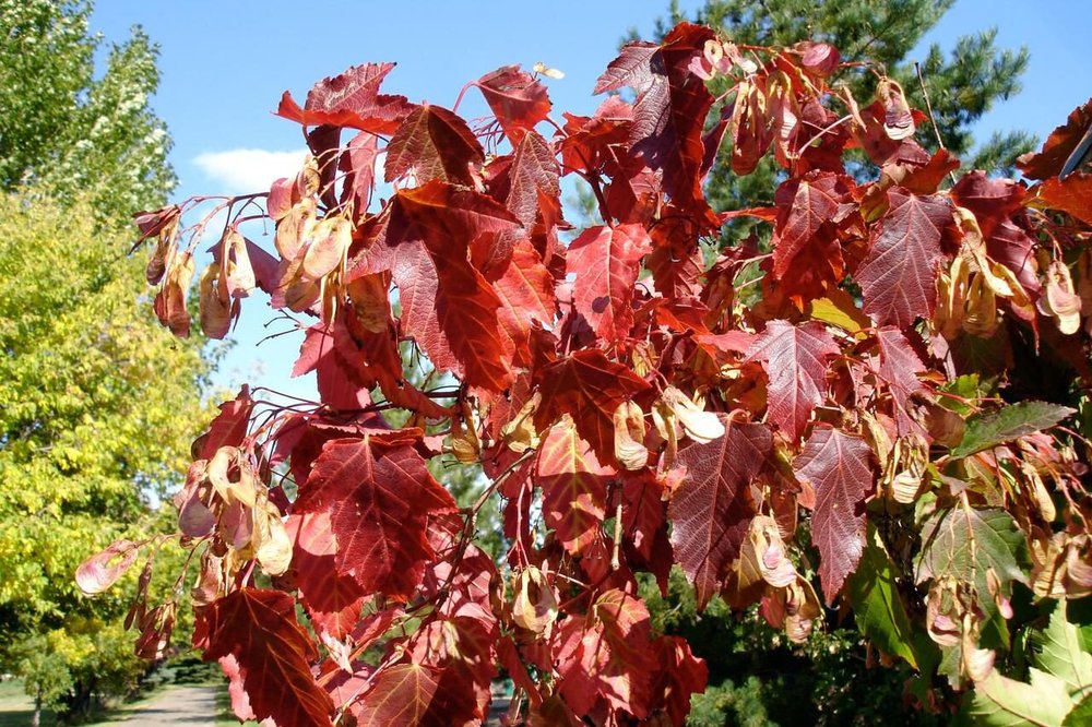 Maple, Amur — COLORADO TREE COALITION