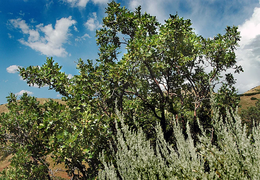 Oak, Gambel — COLORADO TREE COALITION