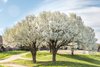 Pear, Flowering — COLORADO TREE COALITION
