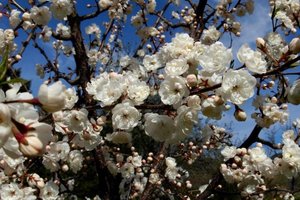Plum, Princess Kay — COLORADO TREE COALITION