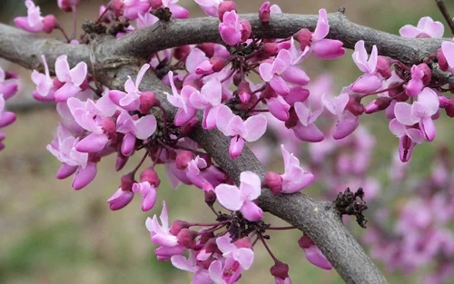 Redbud, Eastern — COLORADO TREE COALITION