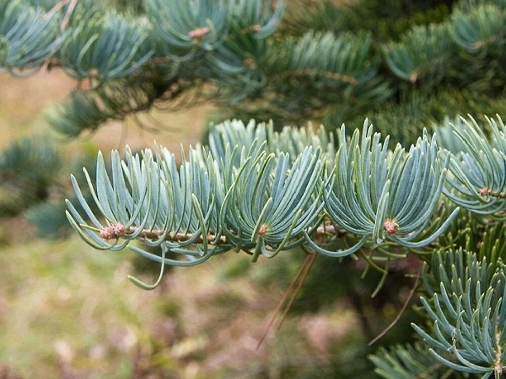 Fir, White — COLORADO TREE COALITION
