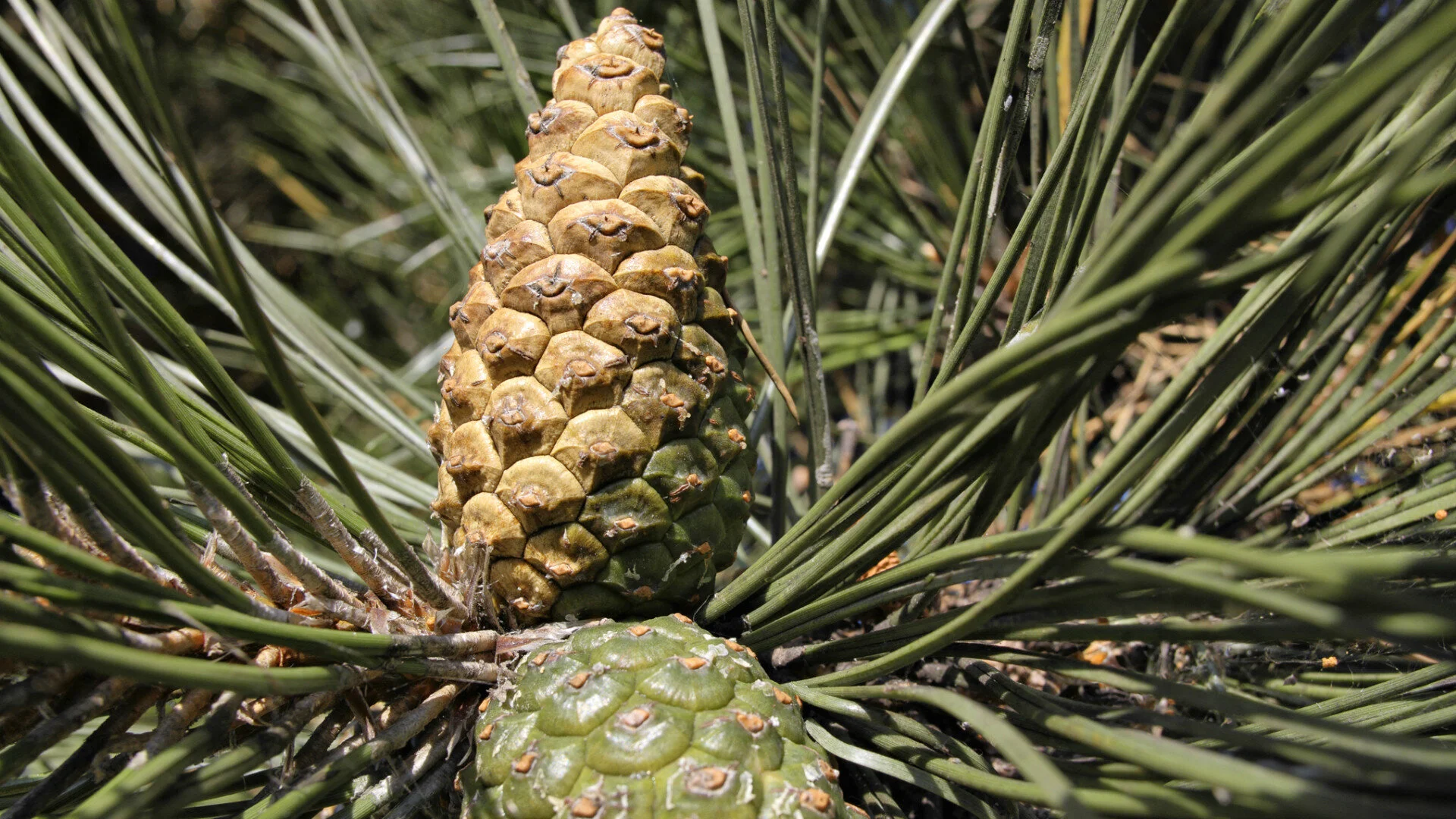 Pine, Austrian — COLORADO TREE COALITION