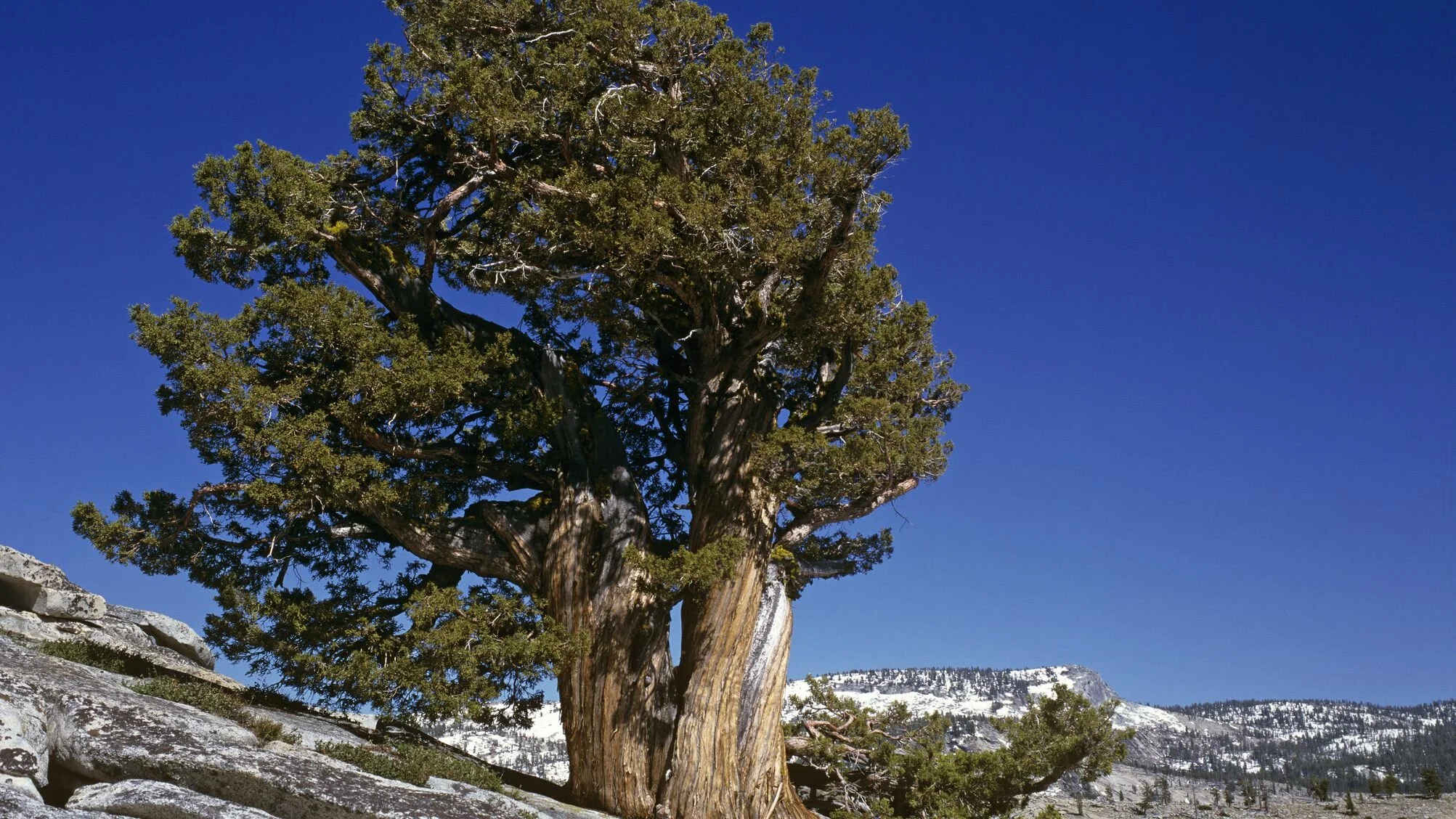 Pine, Bristlecone — COLORADO TREE COALITION