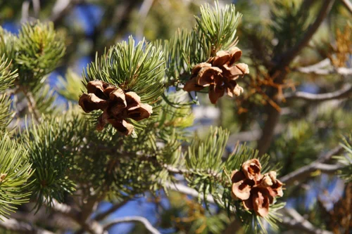 Pine, Pinyon — COLORADO TREE COALITION