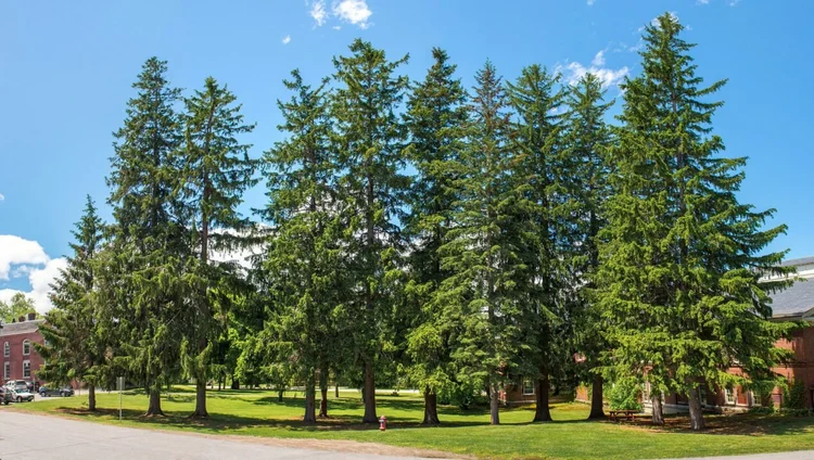 Spruce, Norway — COLORADO TREE COALITION
