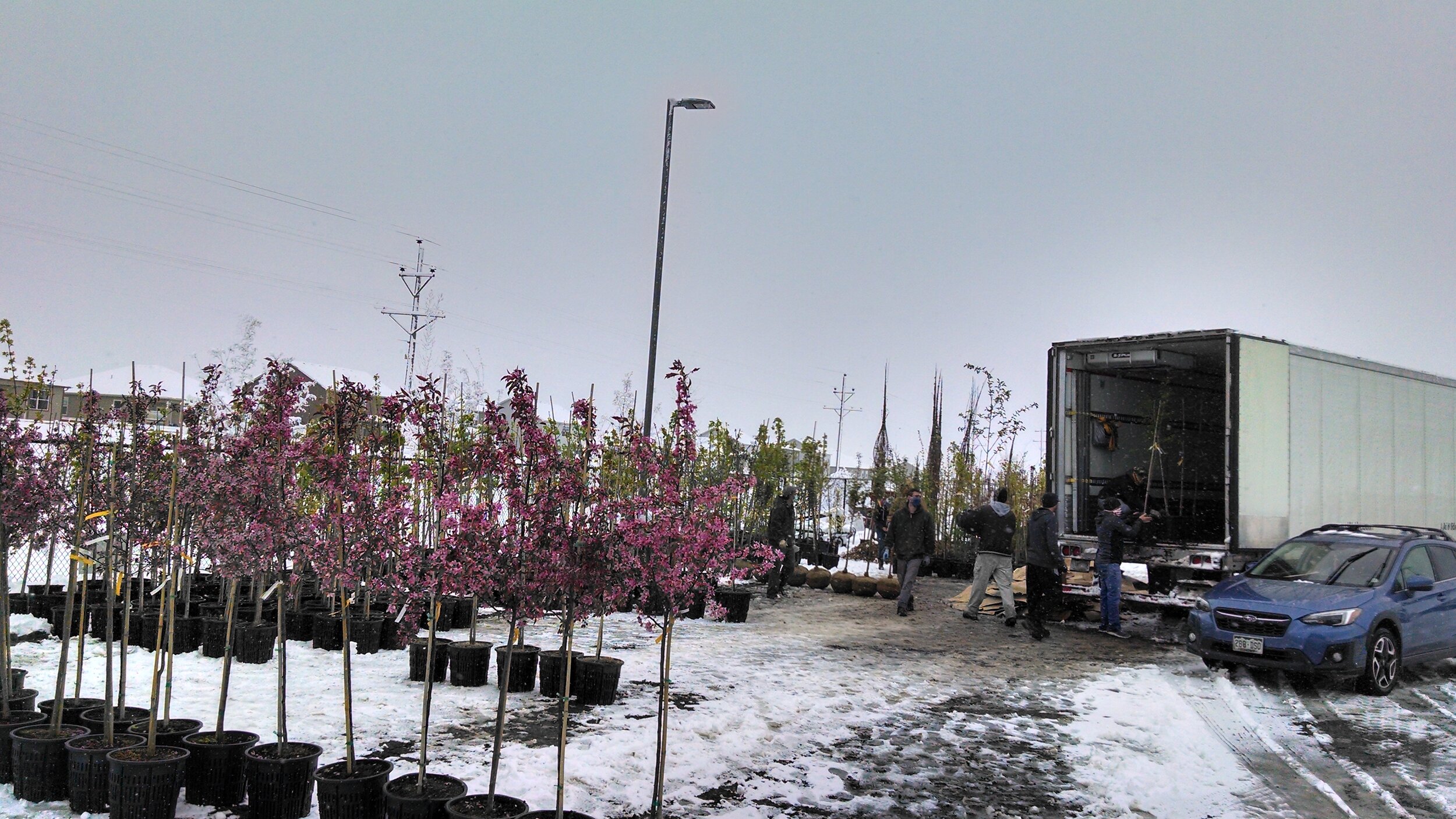 Trees Across Colorado — COLORADO TREE COALITION