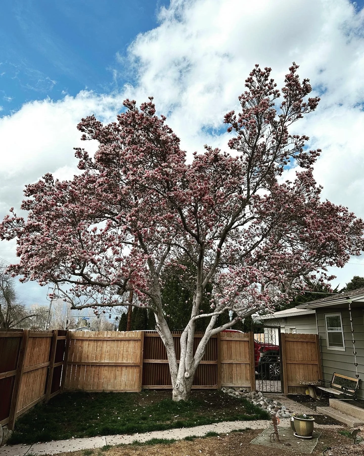 Champion Tree — COLORADO TREE COALITION