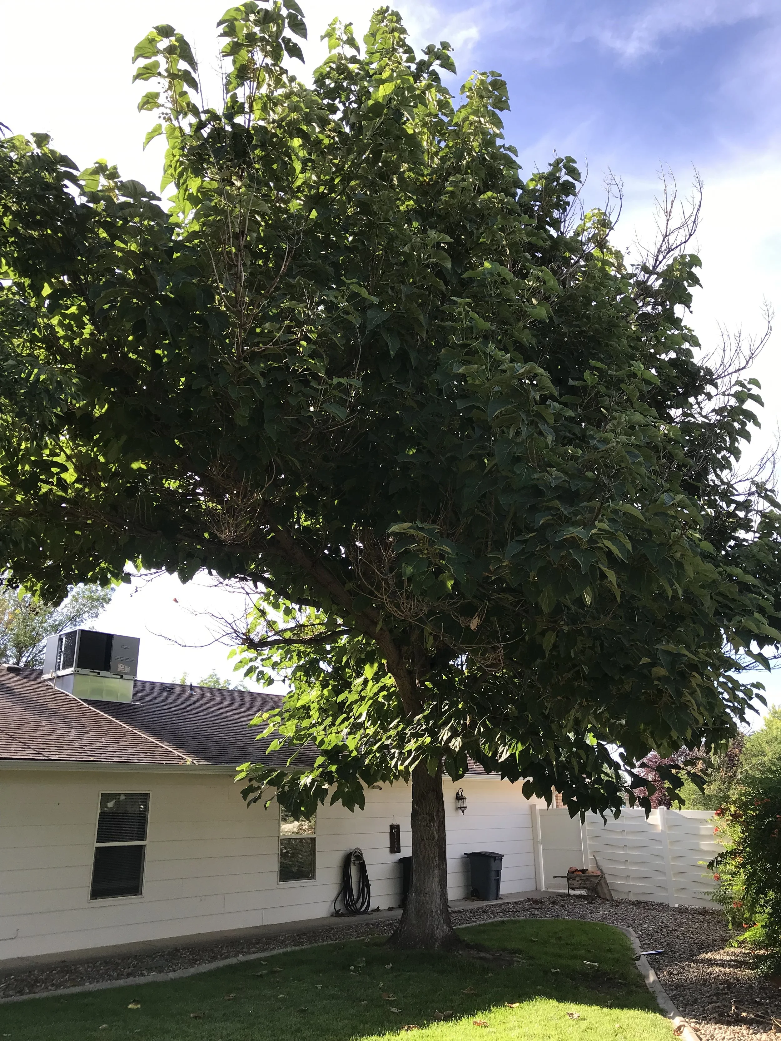 Champion Tree — COLORADO TREE COALITION