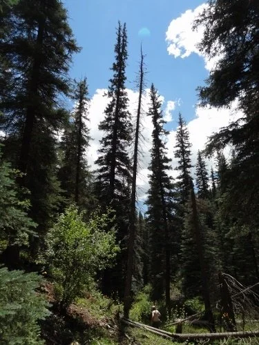 Champion Tree — COLORADO TREE COALITION