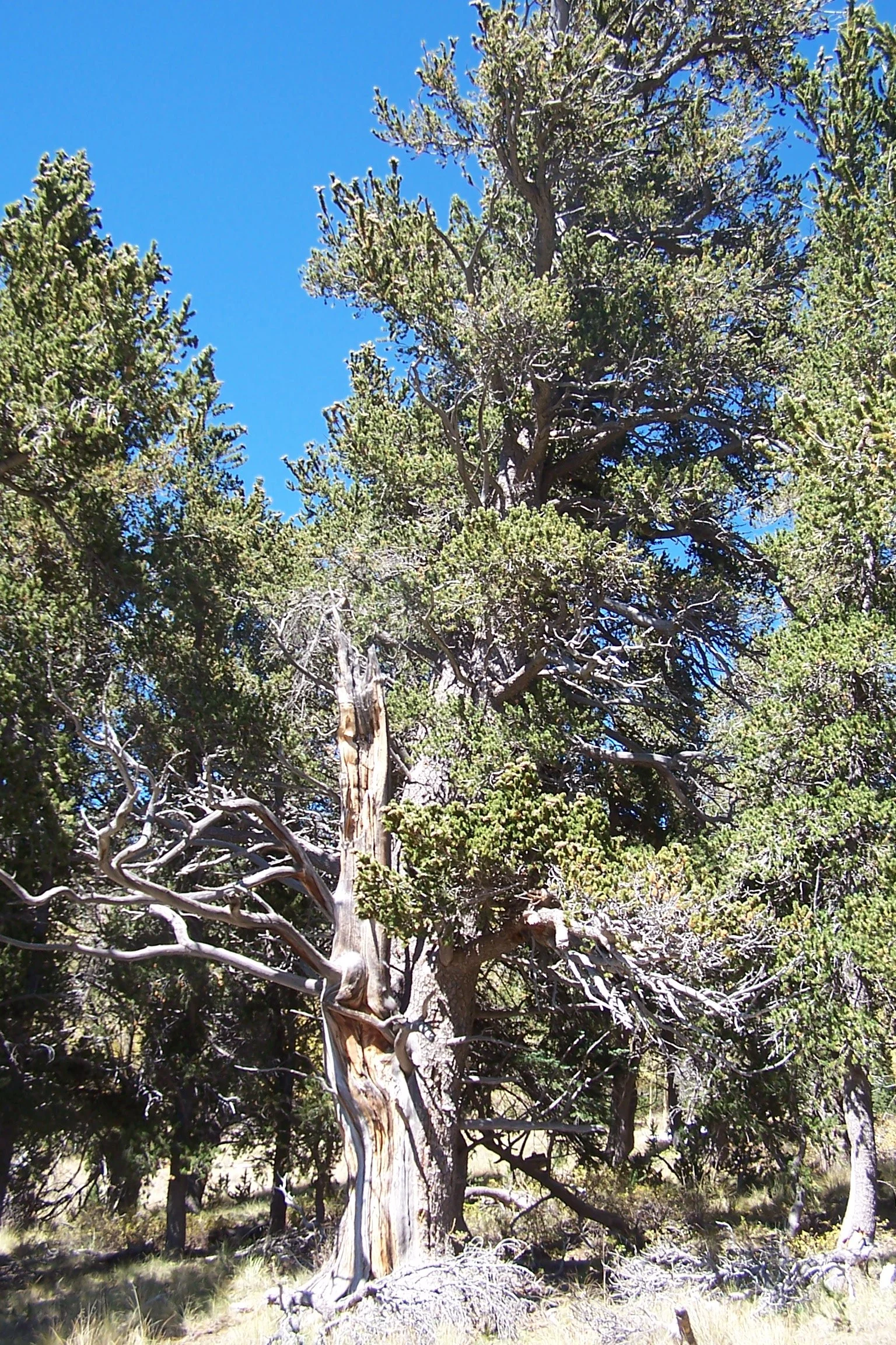 Champion Tree — COLORADO TREE COALITION