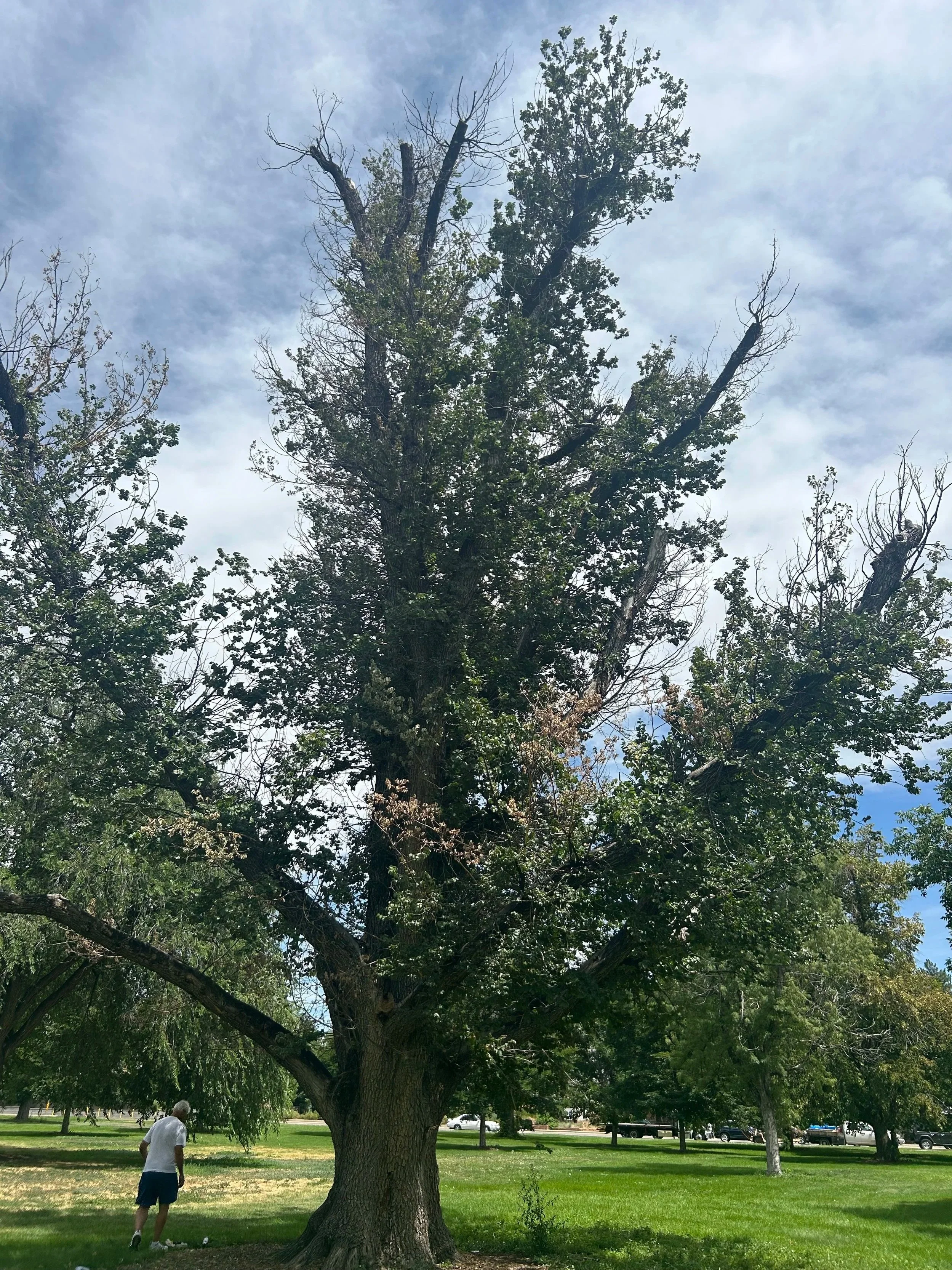 wych elm (Ulmus glabra) — COLORADO TREE COALITION
