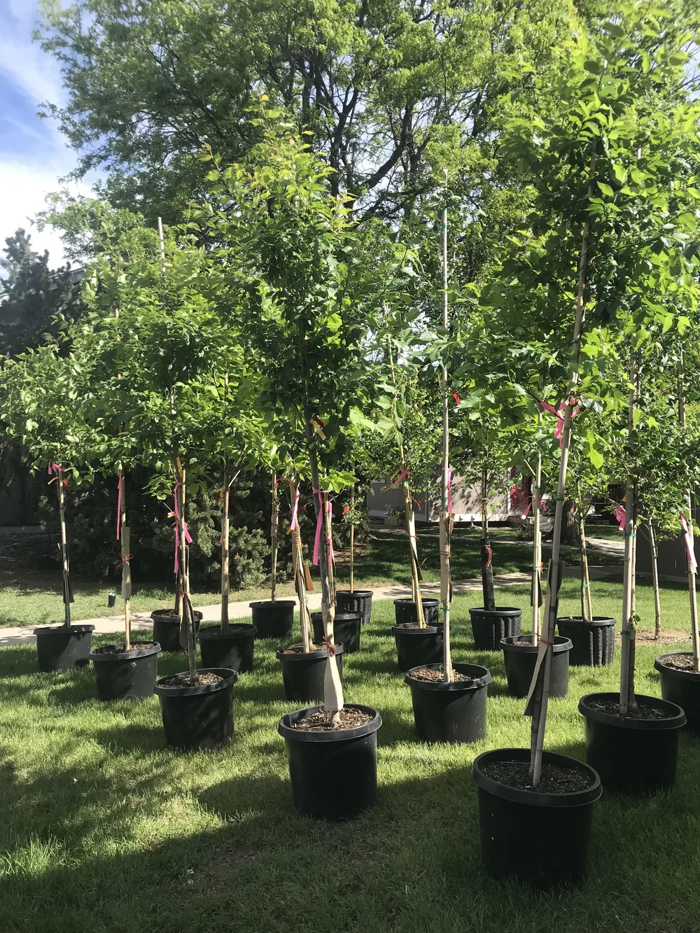 CTC Tree Grant — COLORADO TREE COALITION