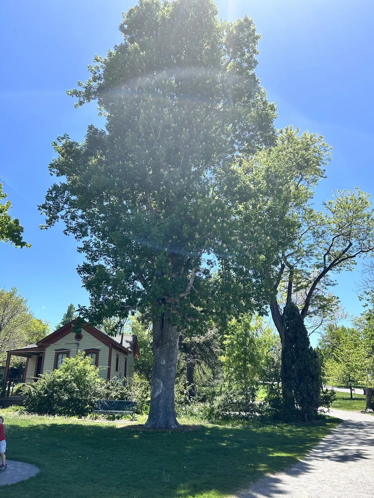 General 6 — COLORADO TREE COALITION