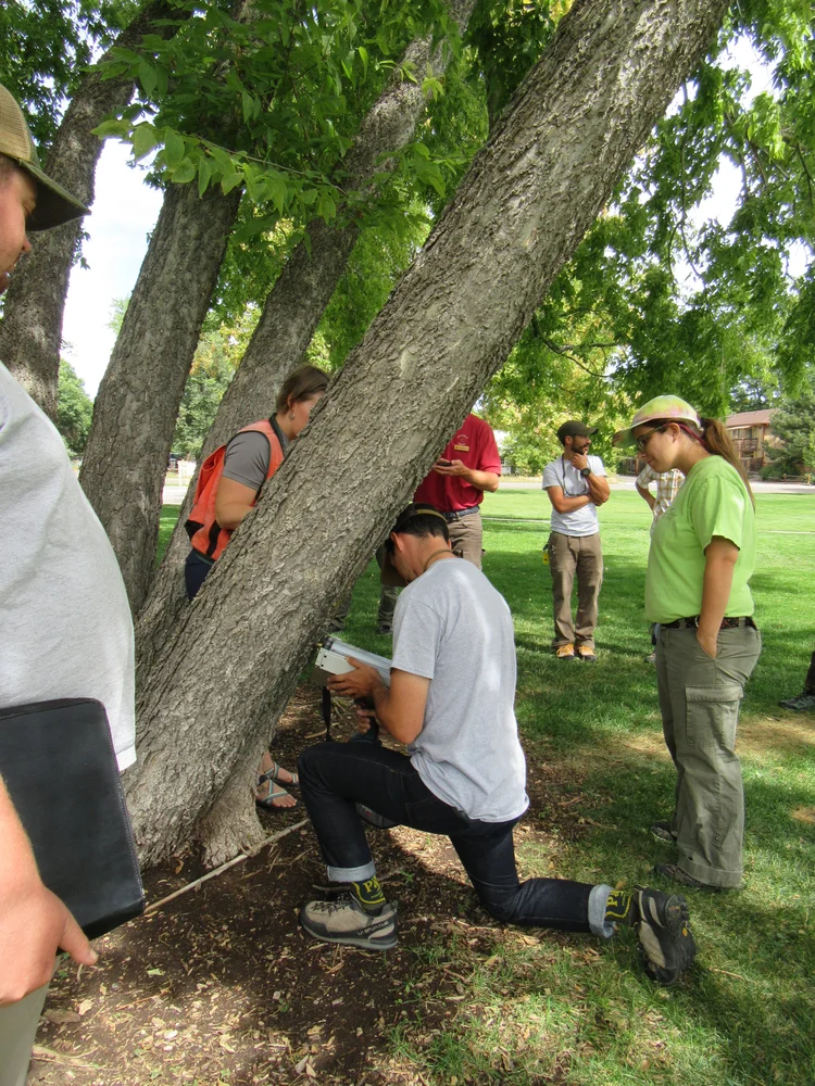 Tree Risk Management — COLORADO TREE COALITION
