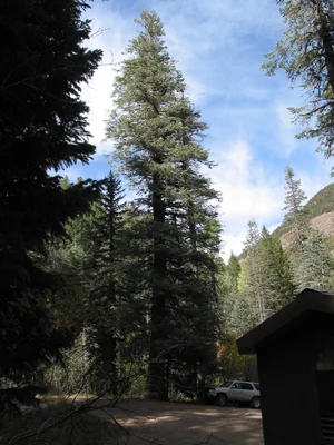 white fir (Abies concolor — COLORADO TREE COALITION