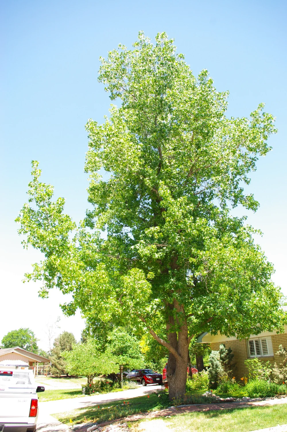 Champion Tree — COLORADO TREE COALITION