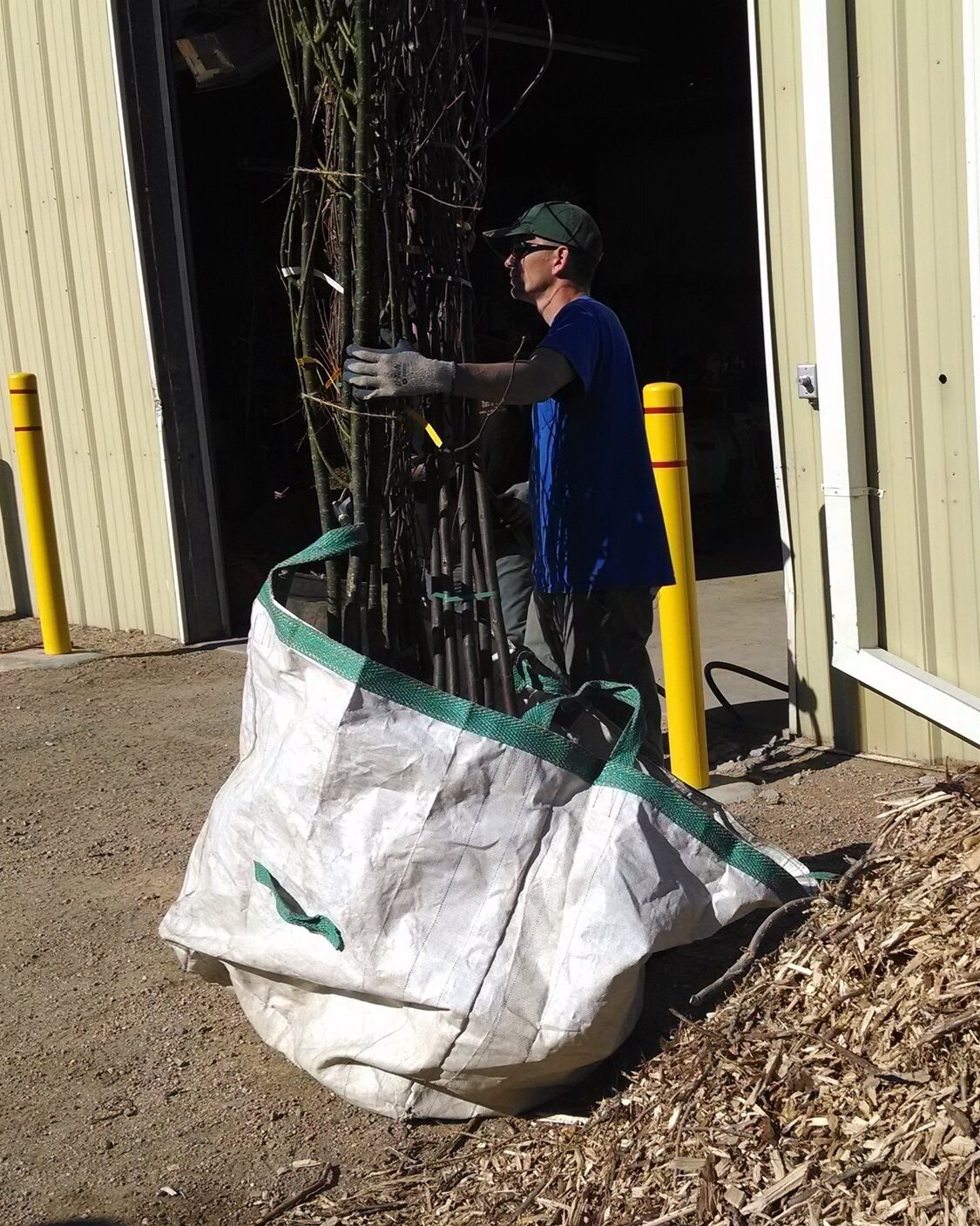 Trees Across Colorado — COLORADO TREE COALITION