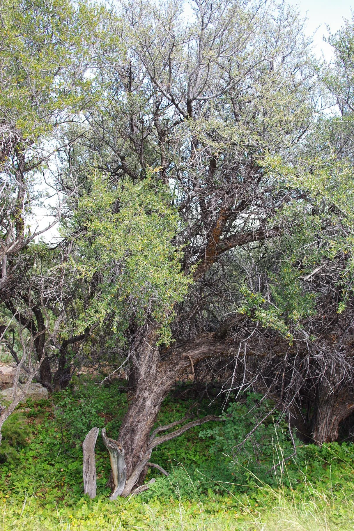 Champion Tree — COLORADO TREE COALITION