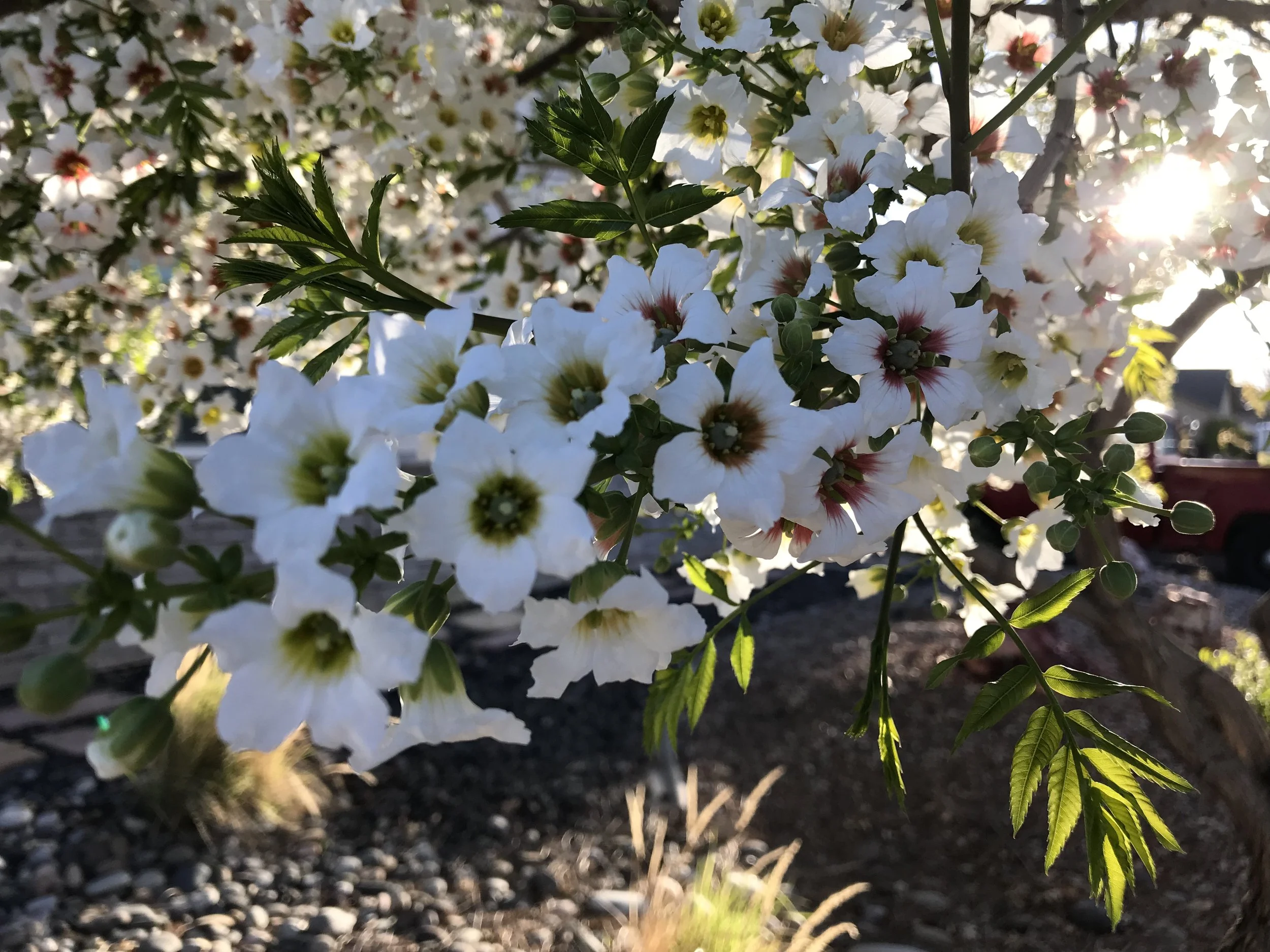 COLORADO TREE COALITION