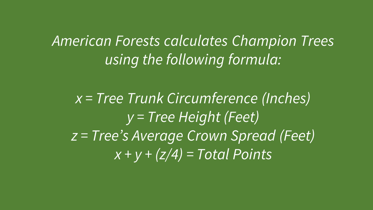 Champion Tree — COLORADO TREE COALITION