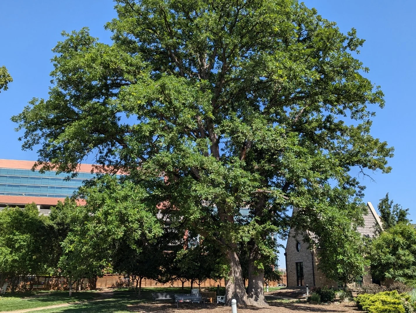 General 2 — COLORADO TREE COALITION