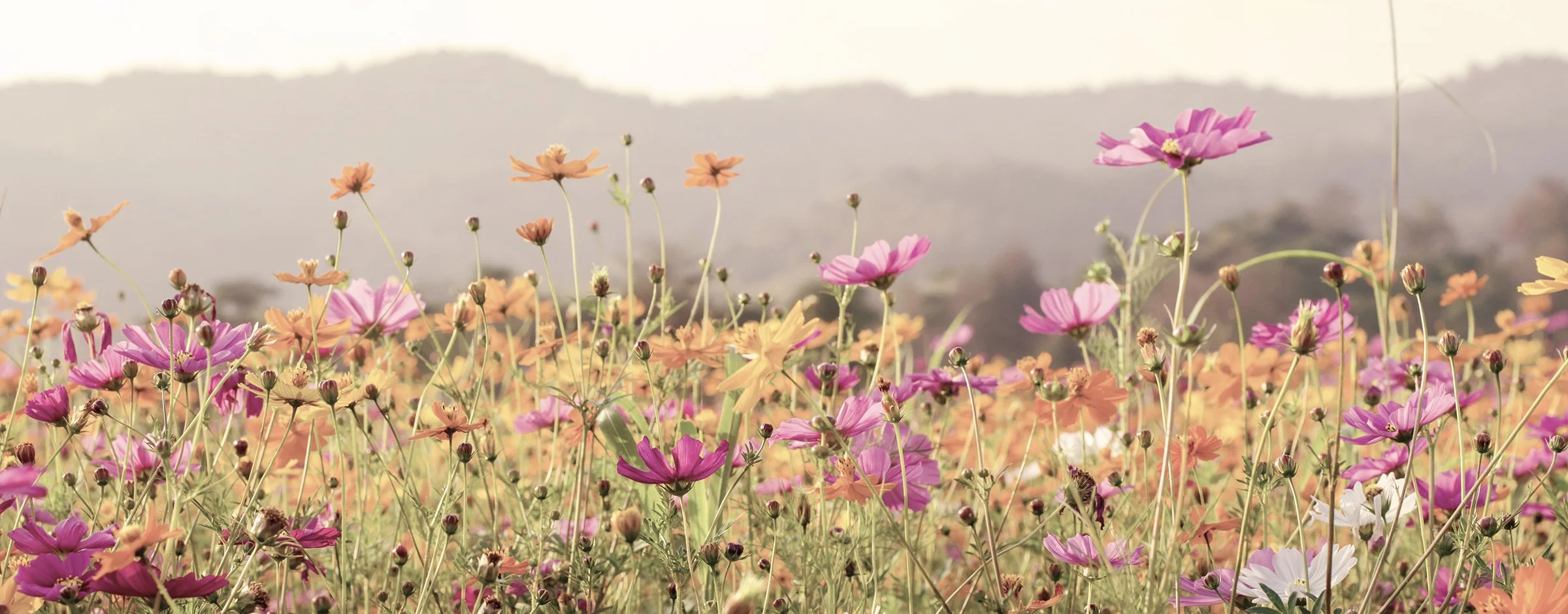 BOTANICA - A FESTIVAL OF PLANTS