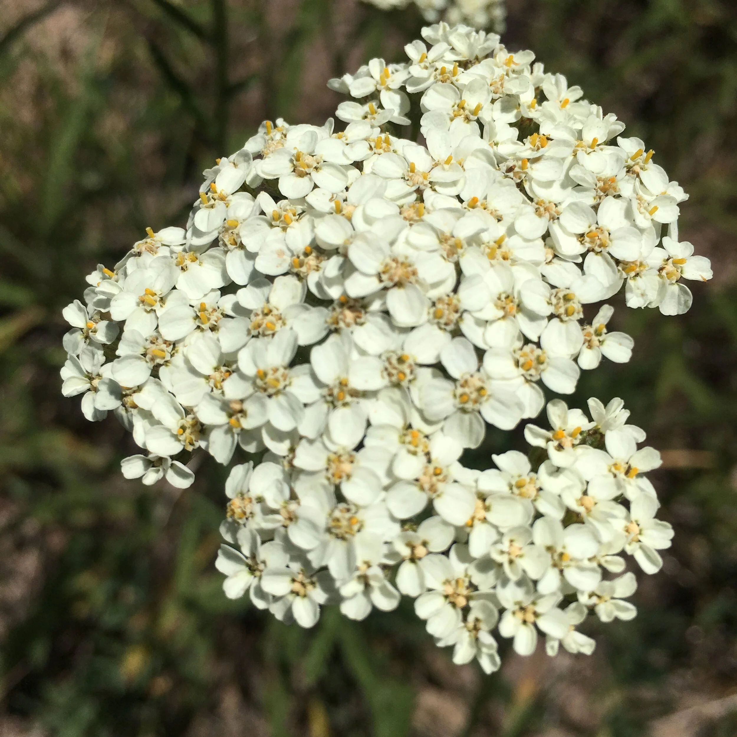 STORE — Wapato Island Farm