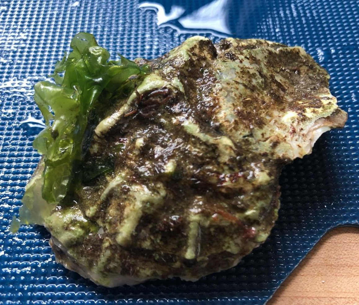 Cooking with Kelp — Stonington Kelp Co.