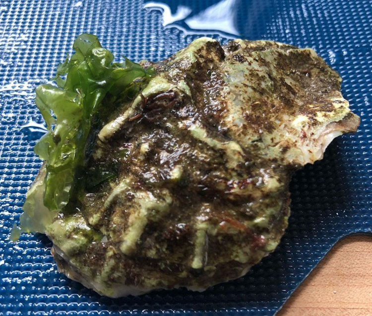 Cooking with Kelp — Stonington Kelp Co.