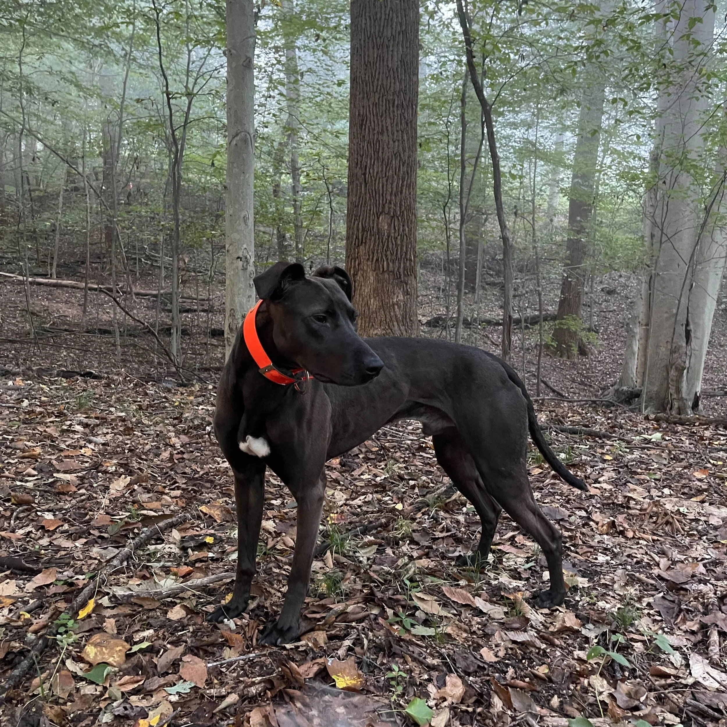 Our Working Stock — SavantK9