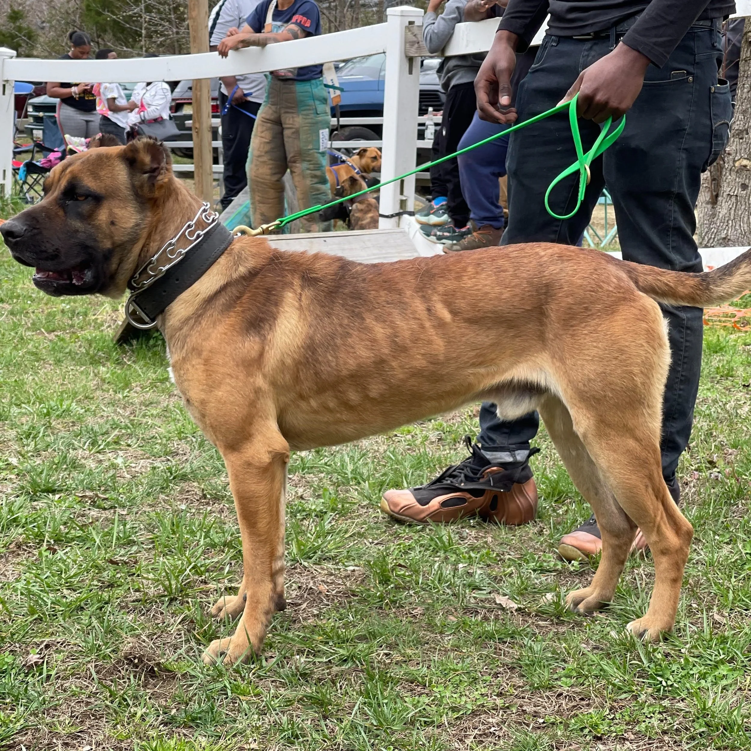 Our Working Stock — SavantK9