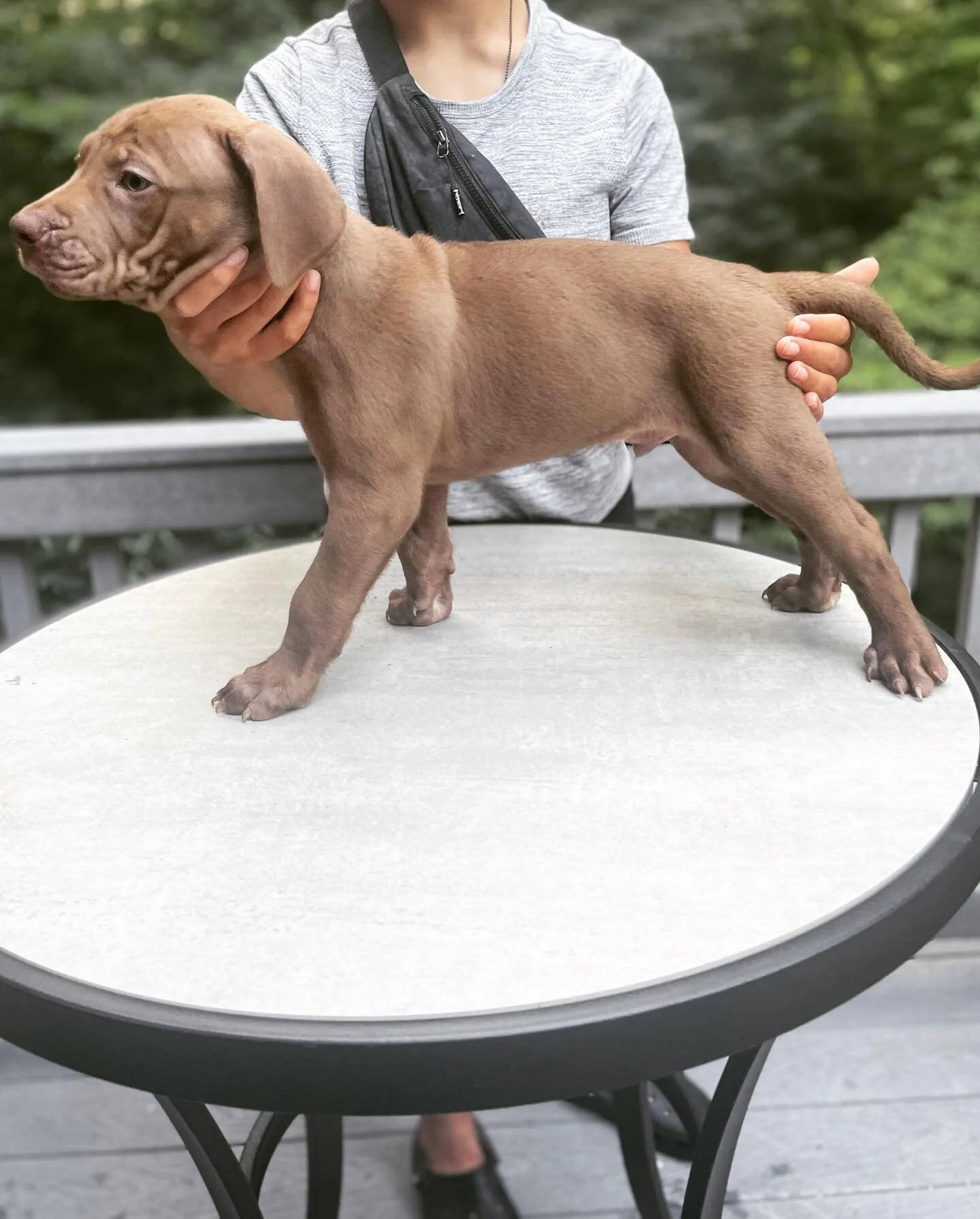 Photo Gallery — SavantK9