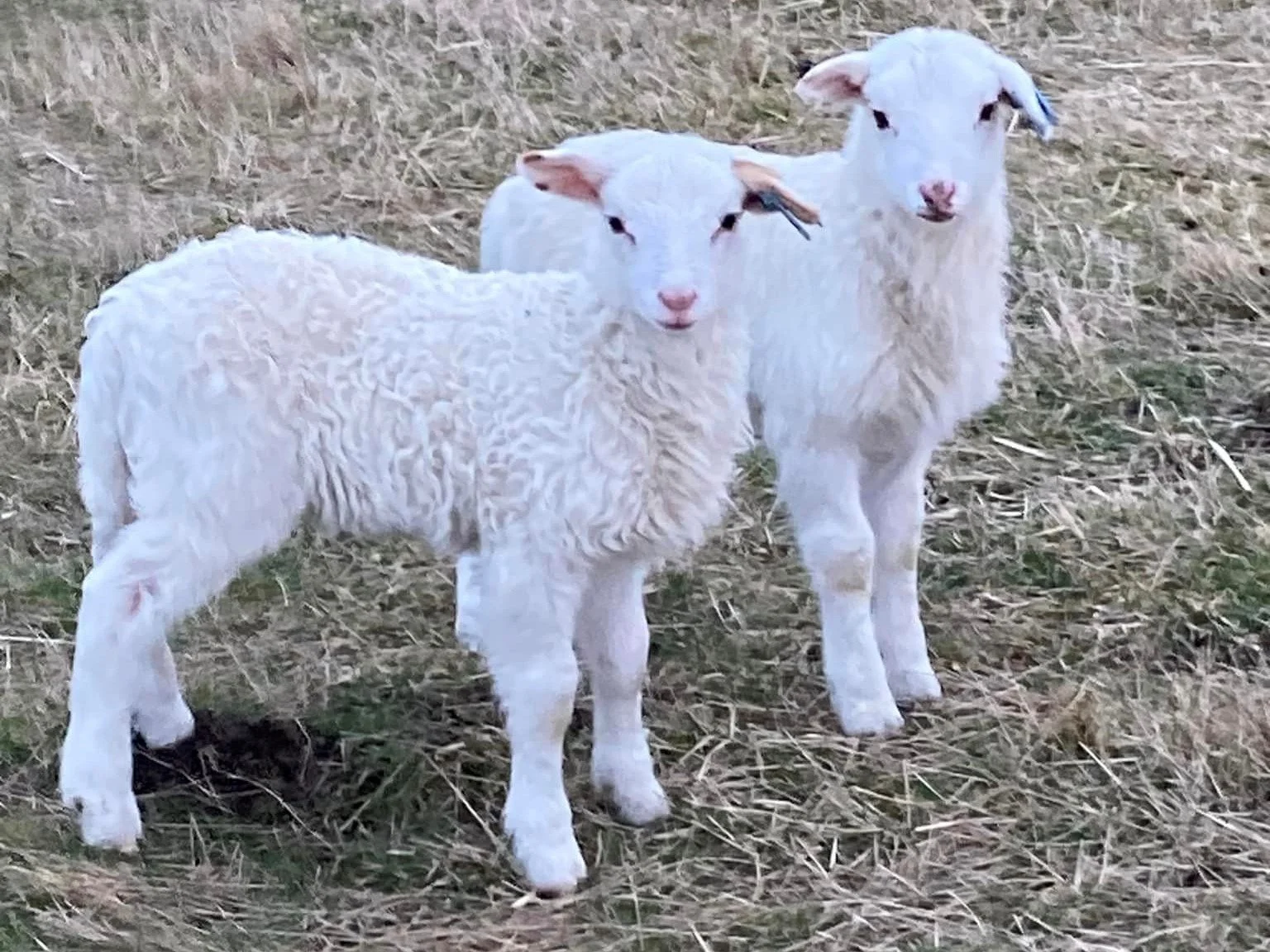 White Lamb