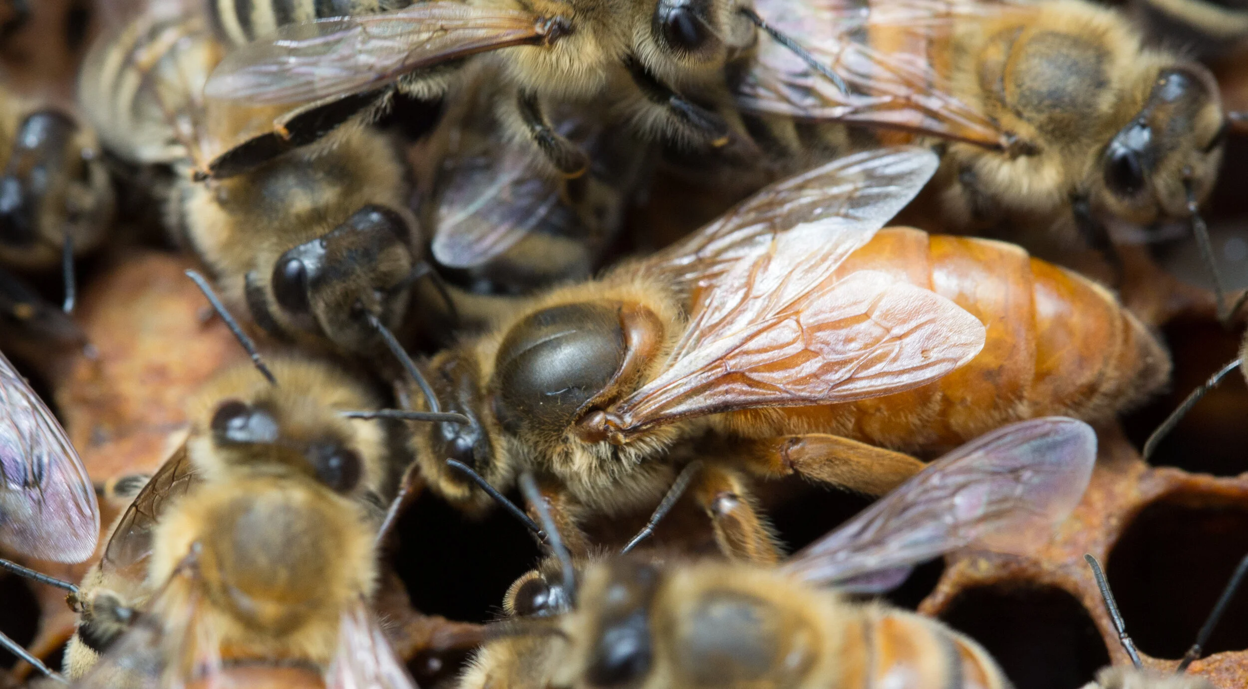Our Breeding Philosophy — Canadian Bees and Queens