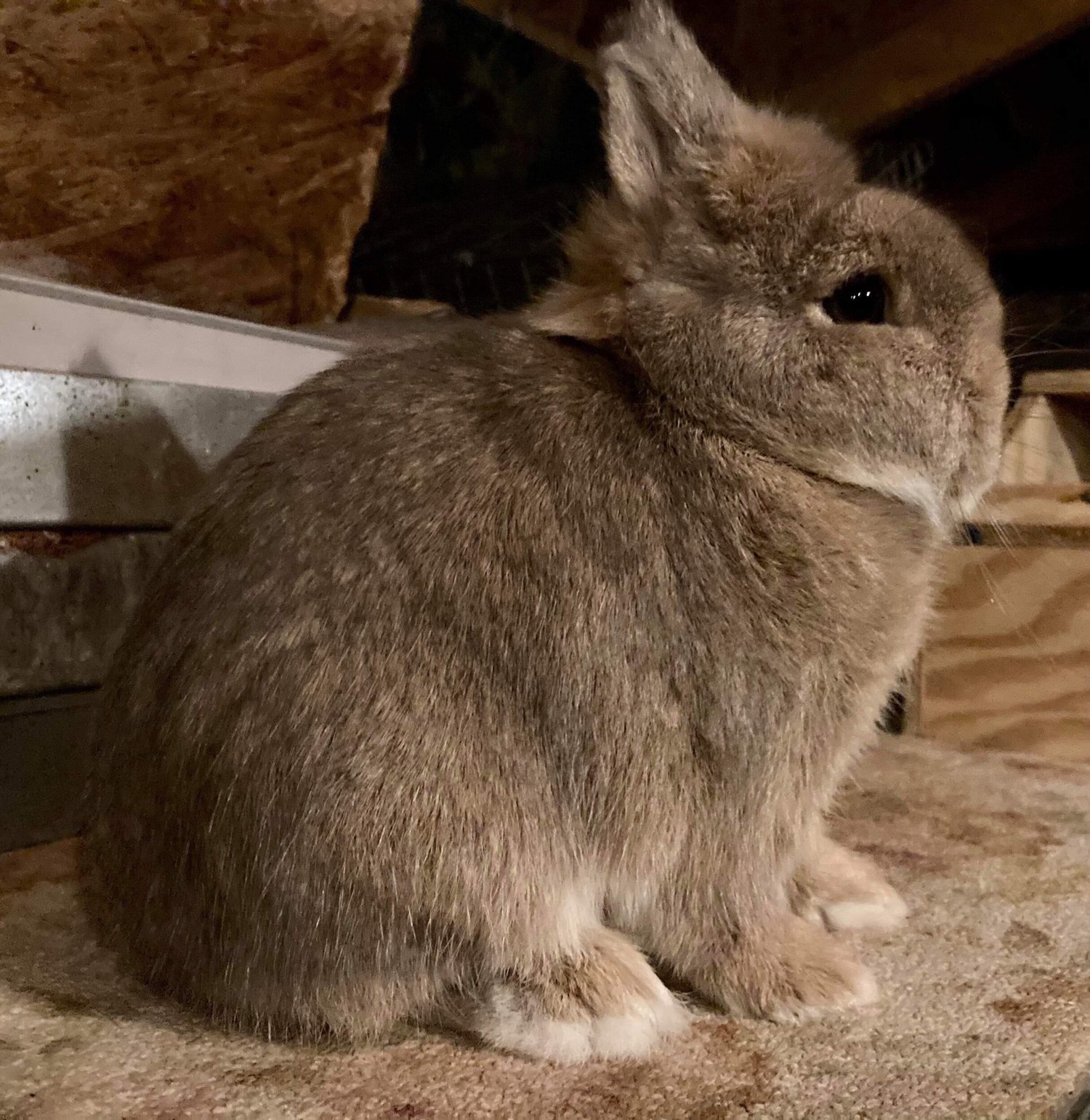 Charm Farm Nigerian Dwarf Goats and Netherland Dwarf Rabbits