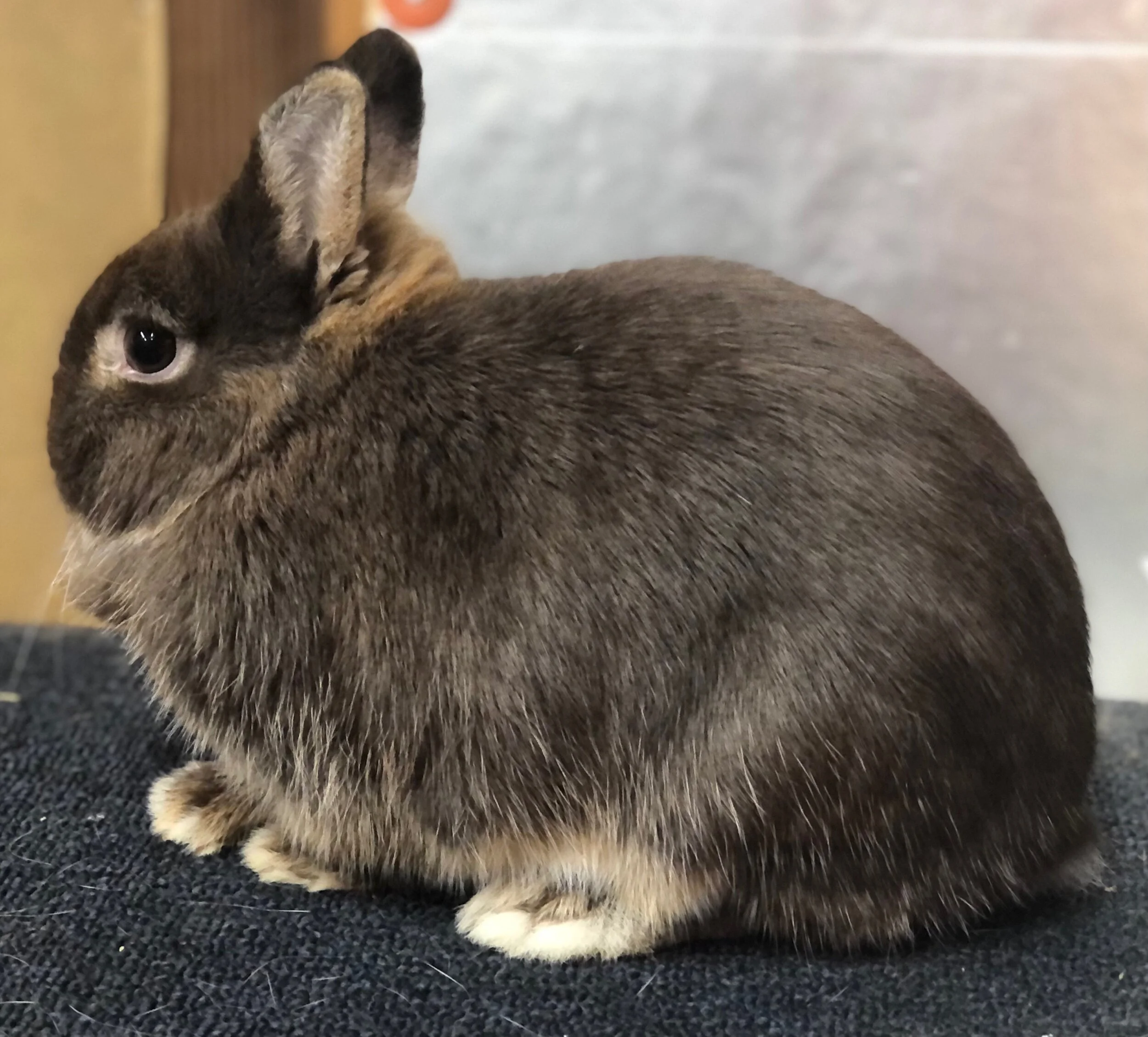 Chocolate Netherland Dwarf