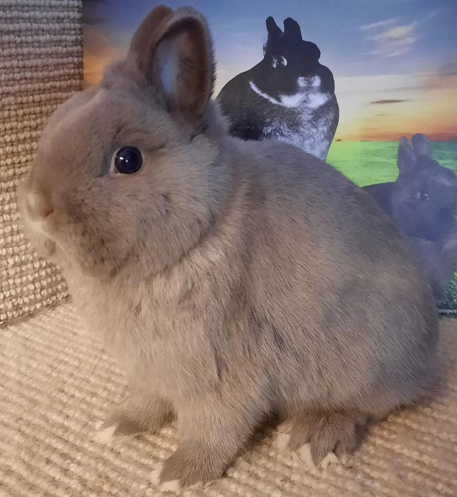 Charm Farm Nigerian Dwarf Goats and Netherland Dwarf Rabbits