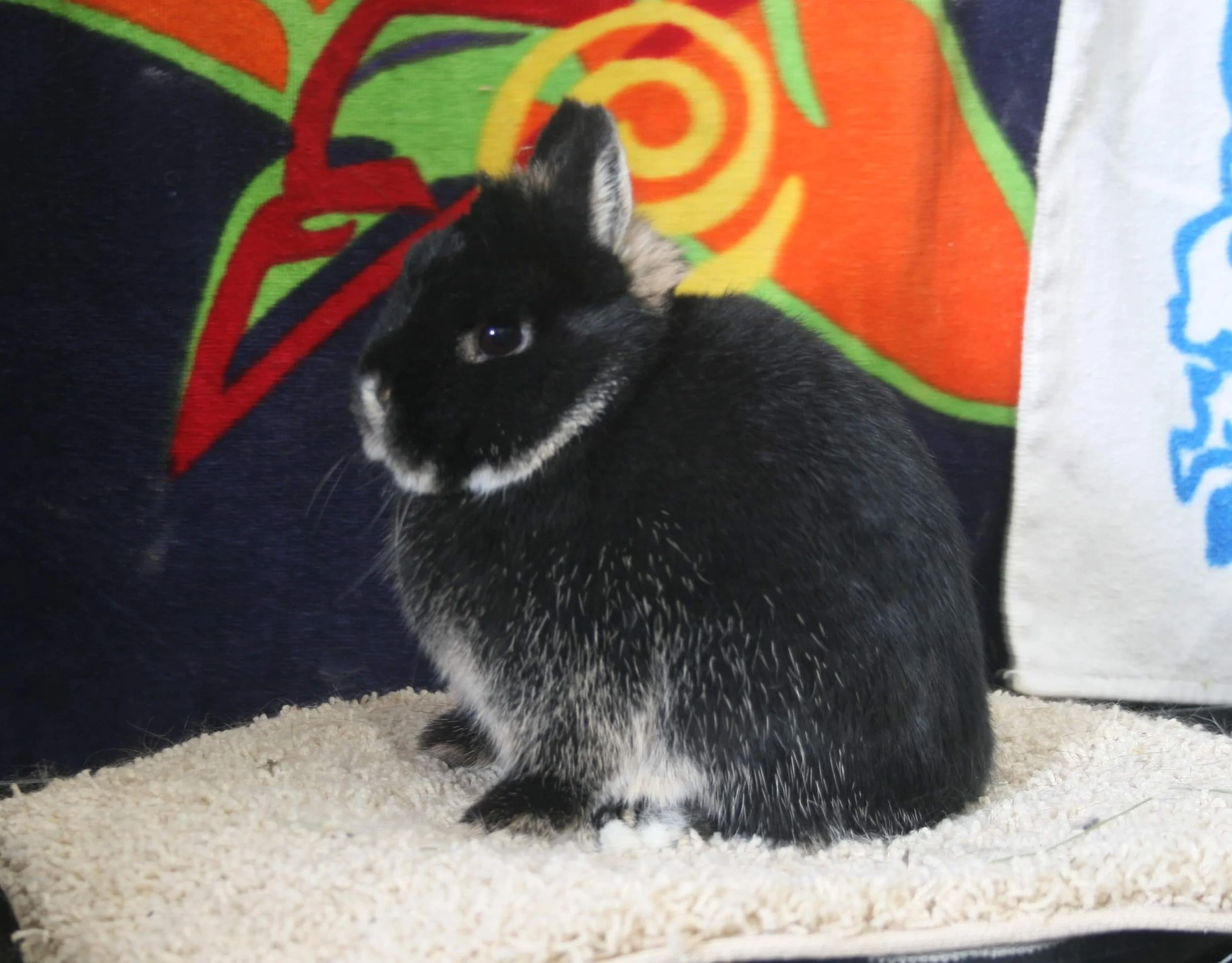 Charm Farm Nigerian Dwarf Goats and Netherland Dwarf Rabbits