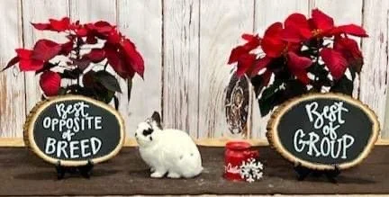 Charm Farm Nigerian Dwarf Goats and Netherland Dwarf Rabbits