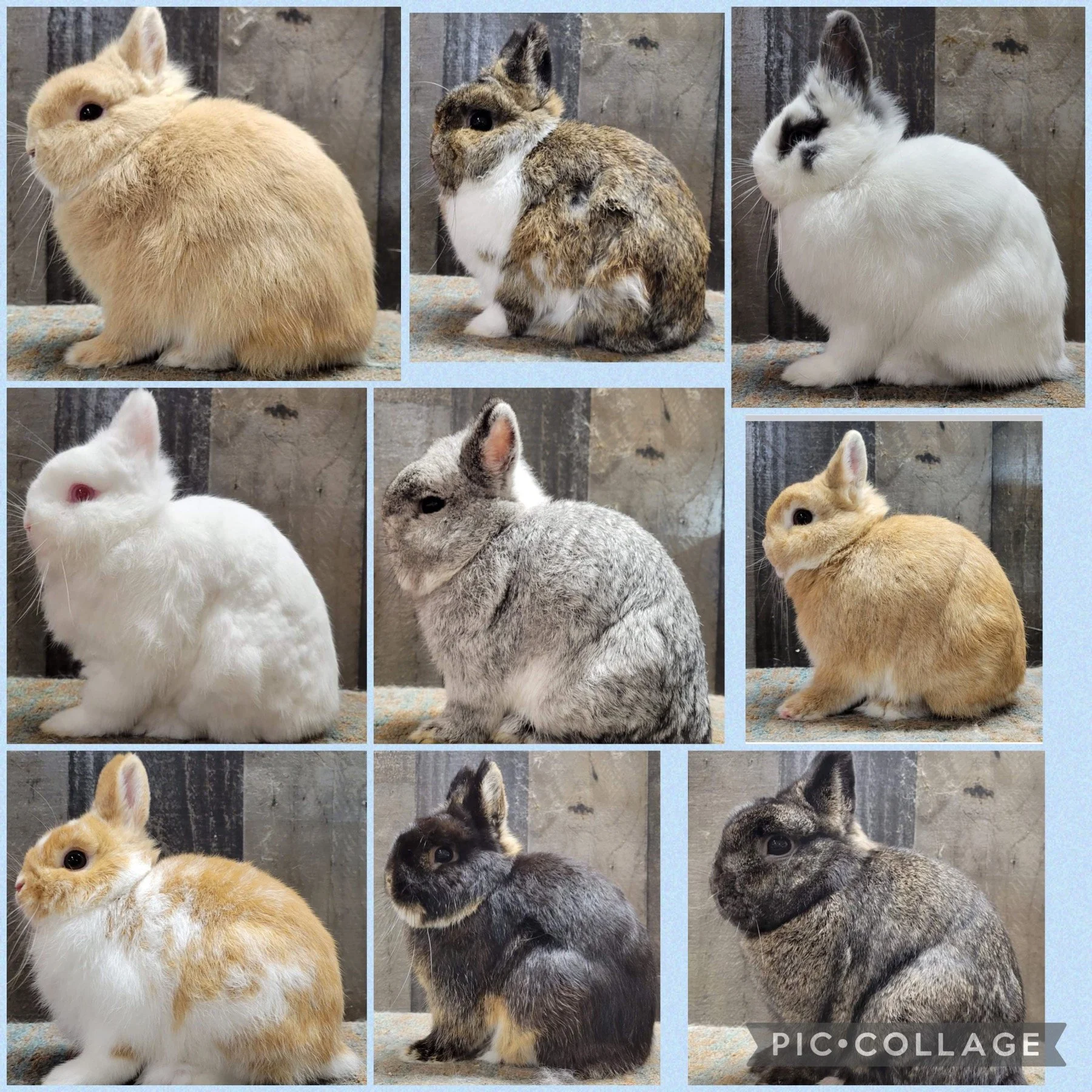 Charm Farm Nigerian Dwarf Goats and Netherland Dwarf Rabbits