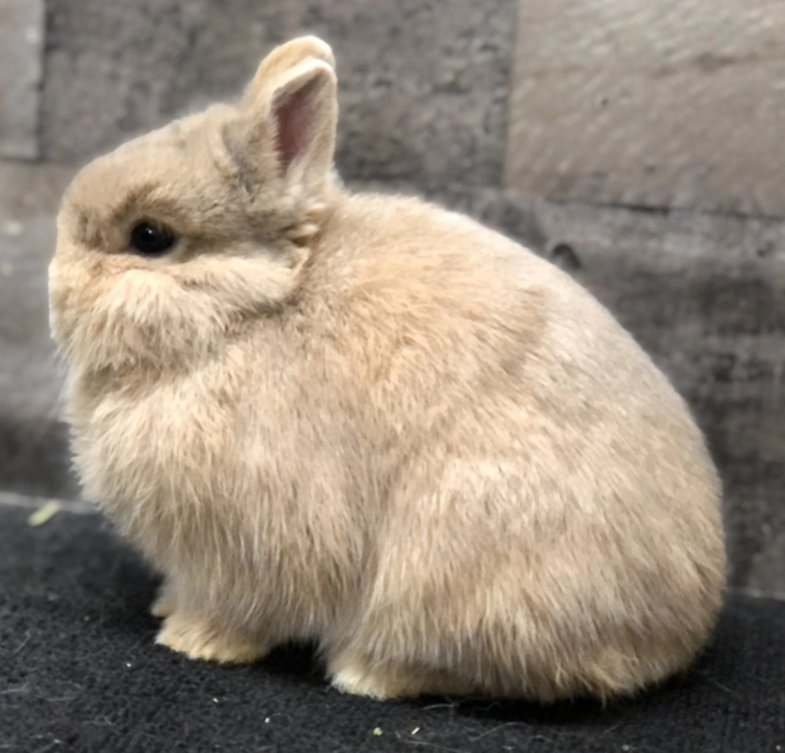 Charm Farm Nigerian Dwarf Goats and Netherland Dwarf Rabbits