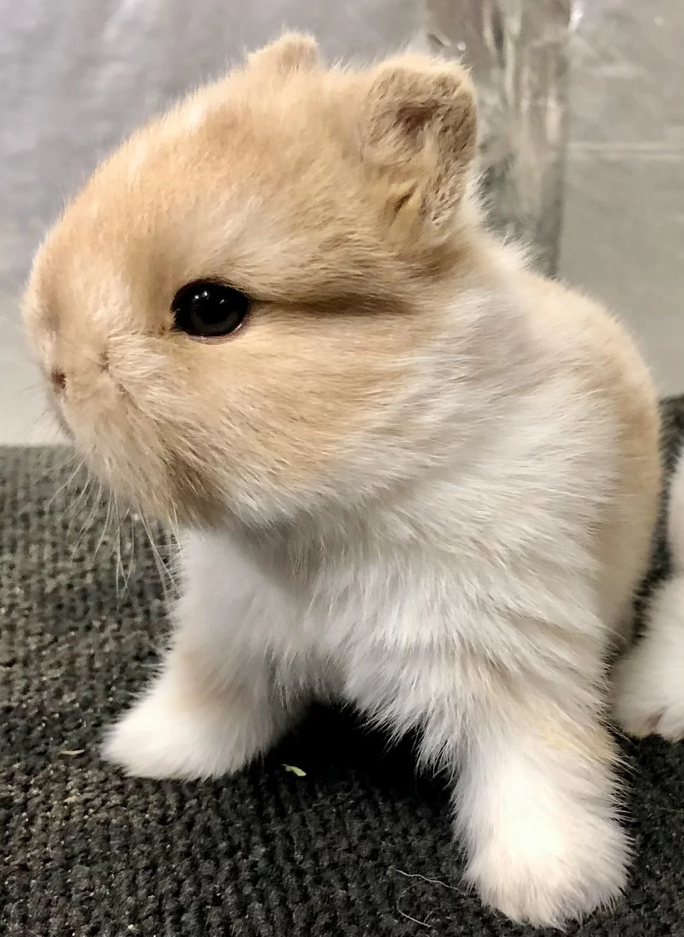 Charm Farm Nigerian Dwarf Goats and Netherland Dwarf Rabbits