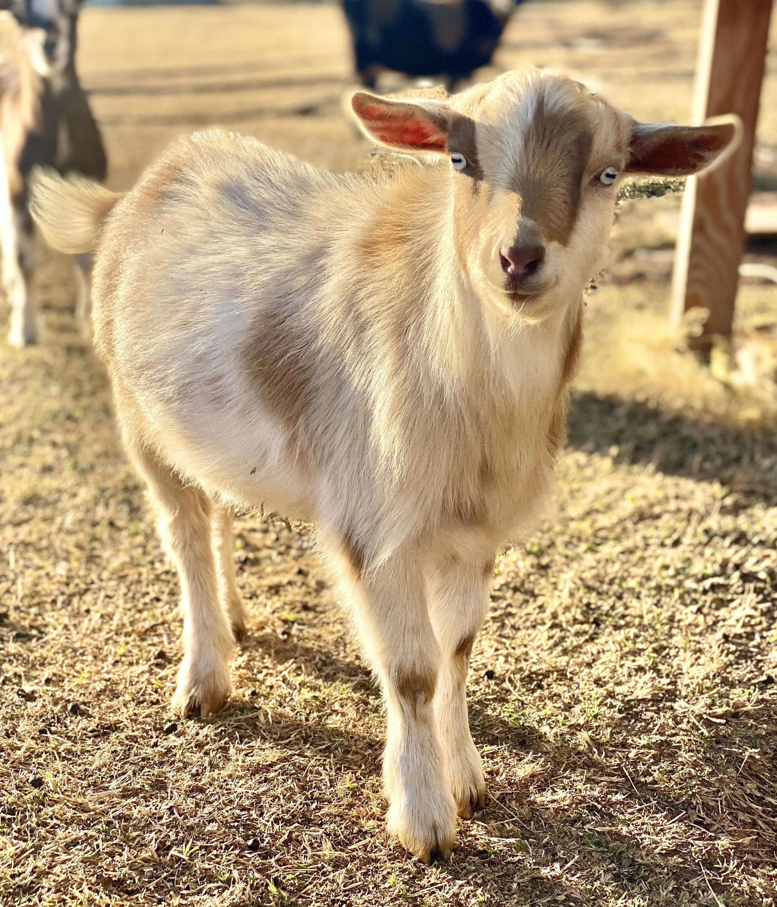 Netherland Dwarf Goats Nigerian Dwarf Goats – Little Avalon Farm