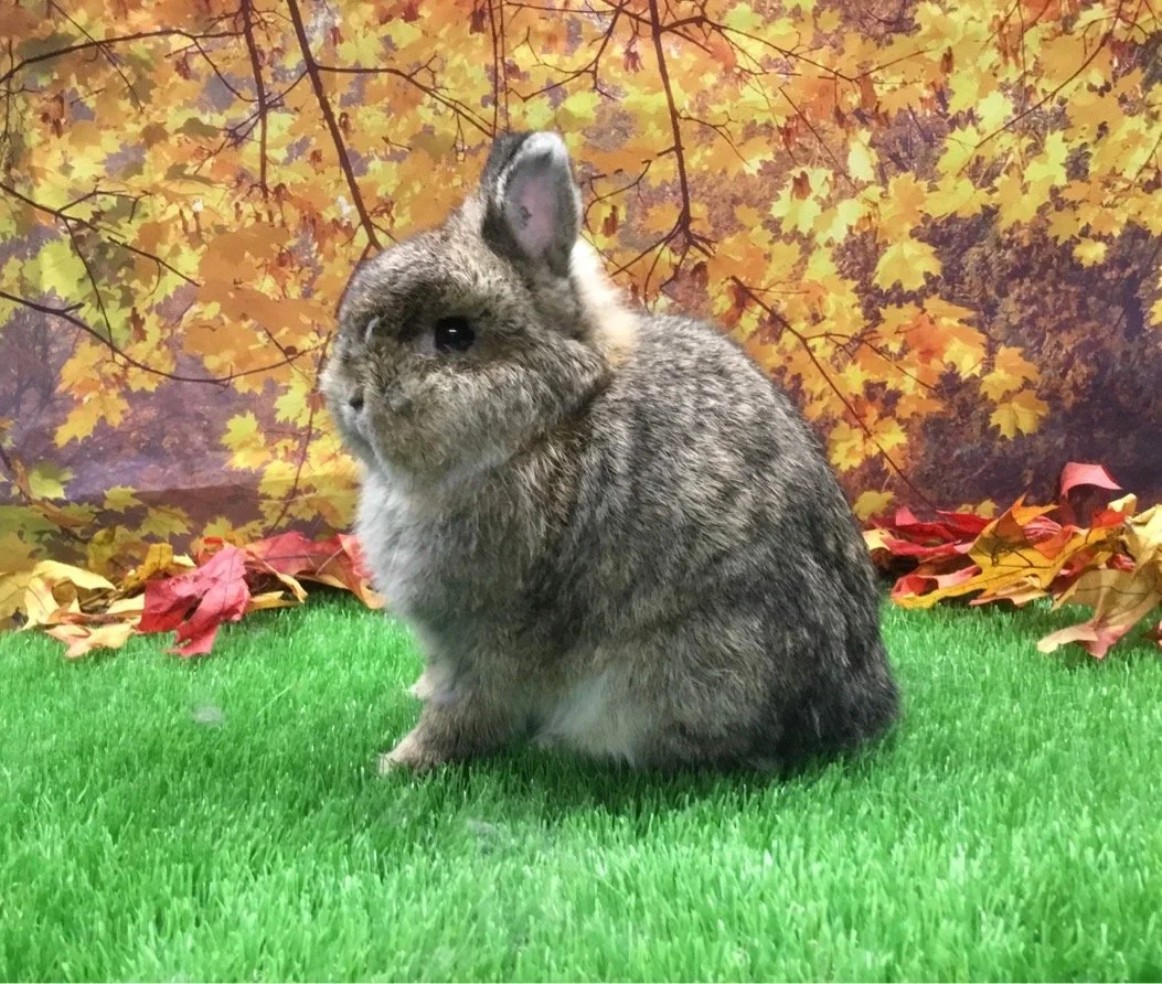 Charm Farm Nigerian Dwarf Goats and Netherland Dwarf Rabbits