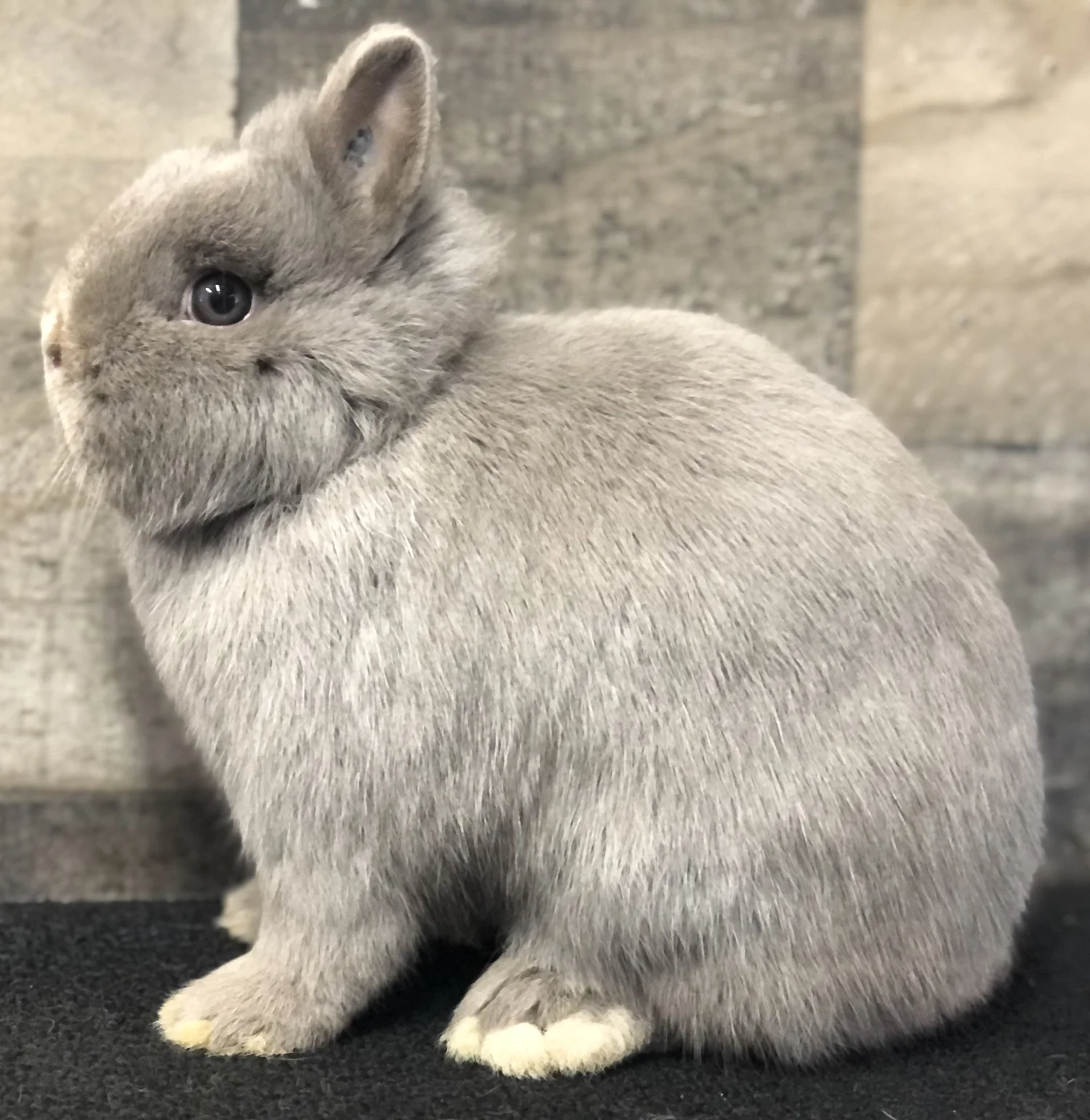 Charm Farm Nigerian Dwarf Goats and Netherland Dwarf Rabbits