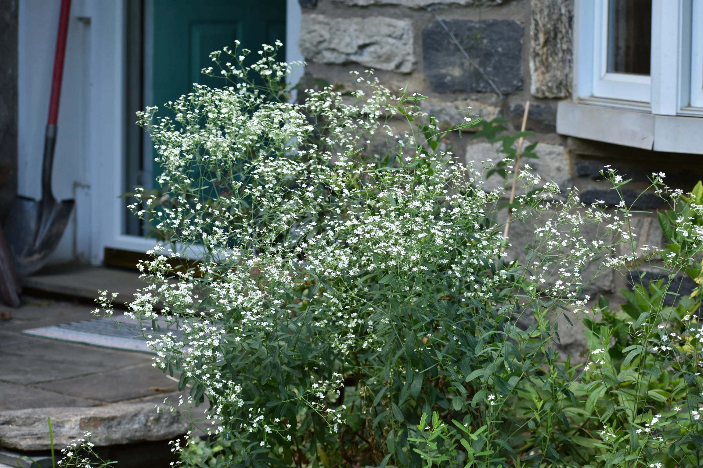 Gallery — Wild About Native Plants